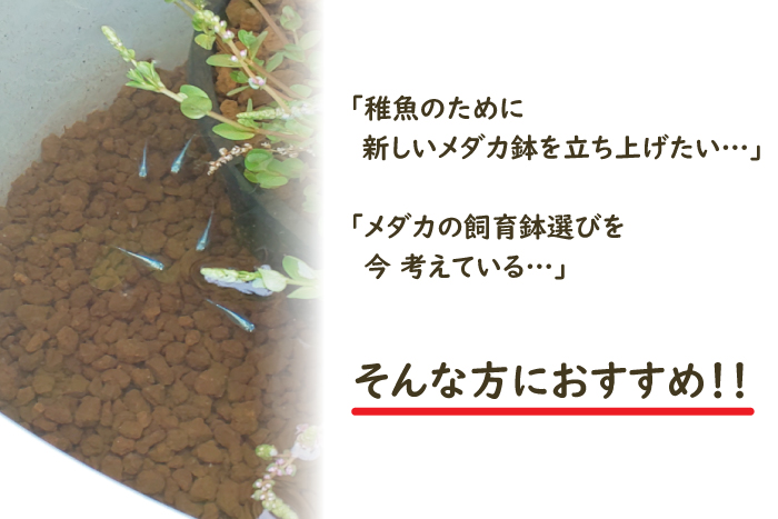 夏のメダカ飼育】深鉢ビオトープセット | 杜若園芸WEBショップ 夏のメダカ飼育】深鉢ビオトープセット | 杜若園芸WEBショップ