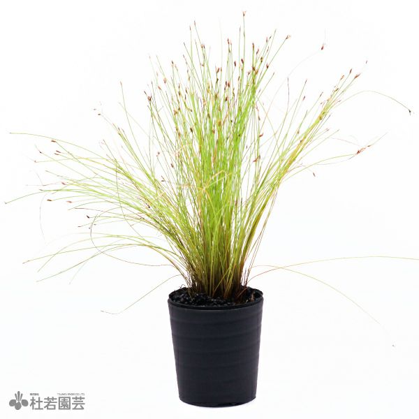 SAMURAI PLANTS | 杜若園芸WEBショップ｜水草の生産販売【通販ショップ】